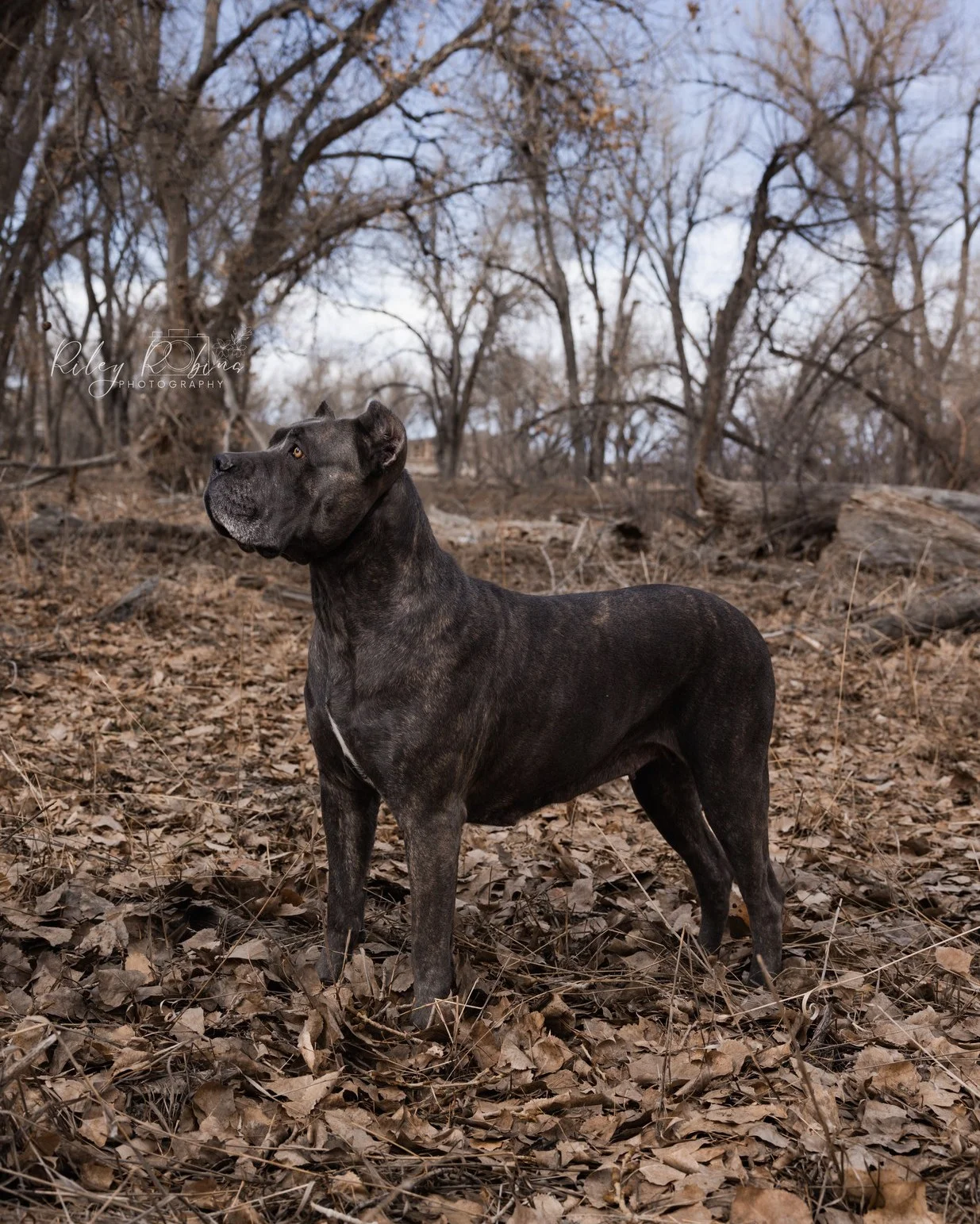 Resources – Iconic Cane Corso