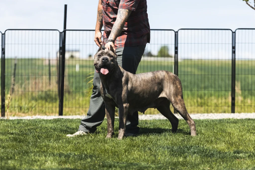 Our Dogs – Iconic Cane Corso