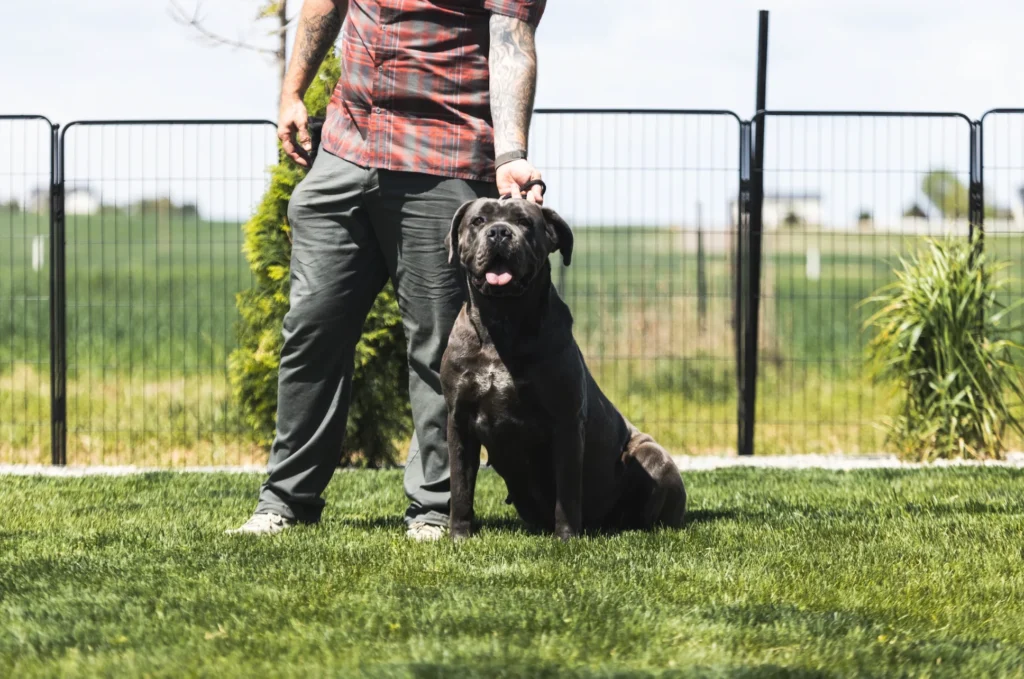 Our Dogs – Iconic Cane Corso
