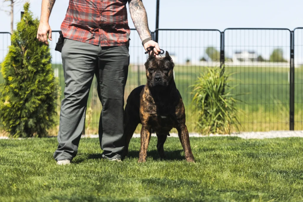 Our Dogs – Iconic Cane Corso