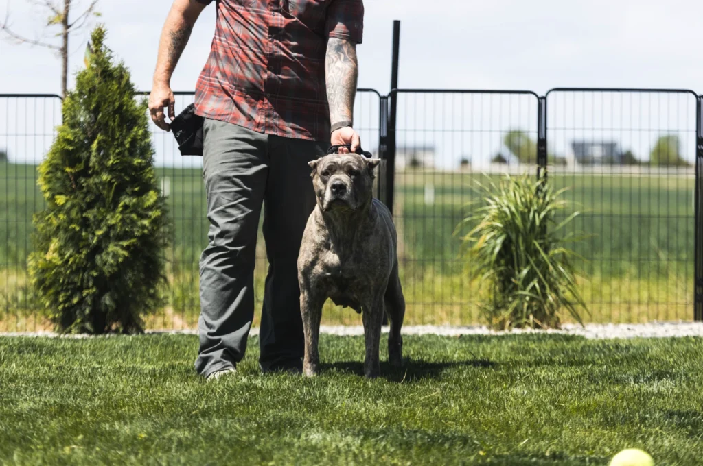 Our Dogs – Iconic Cane Corso