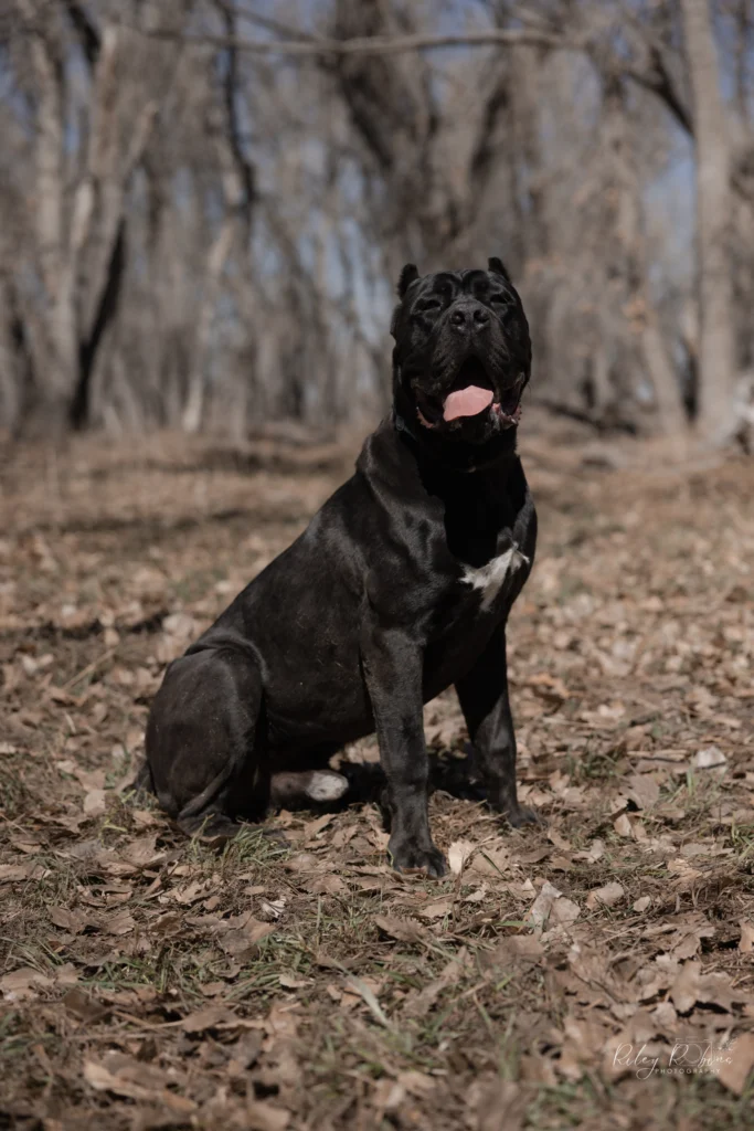 Our Dogs – Iconic Cane Corso
